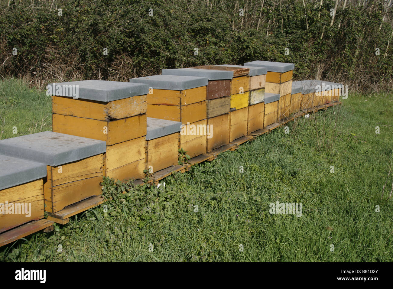 many bee hives in field in countryside Stock Photo - Alamy