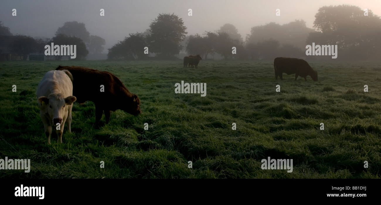 Suffolk farm hi-res stock photography and images - Alamy