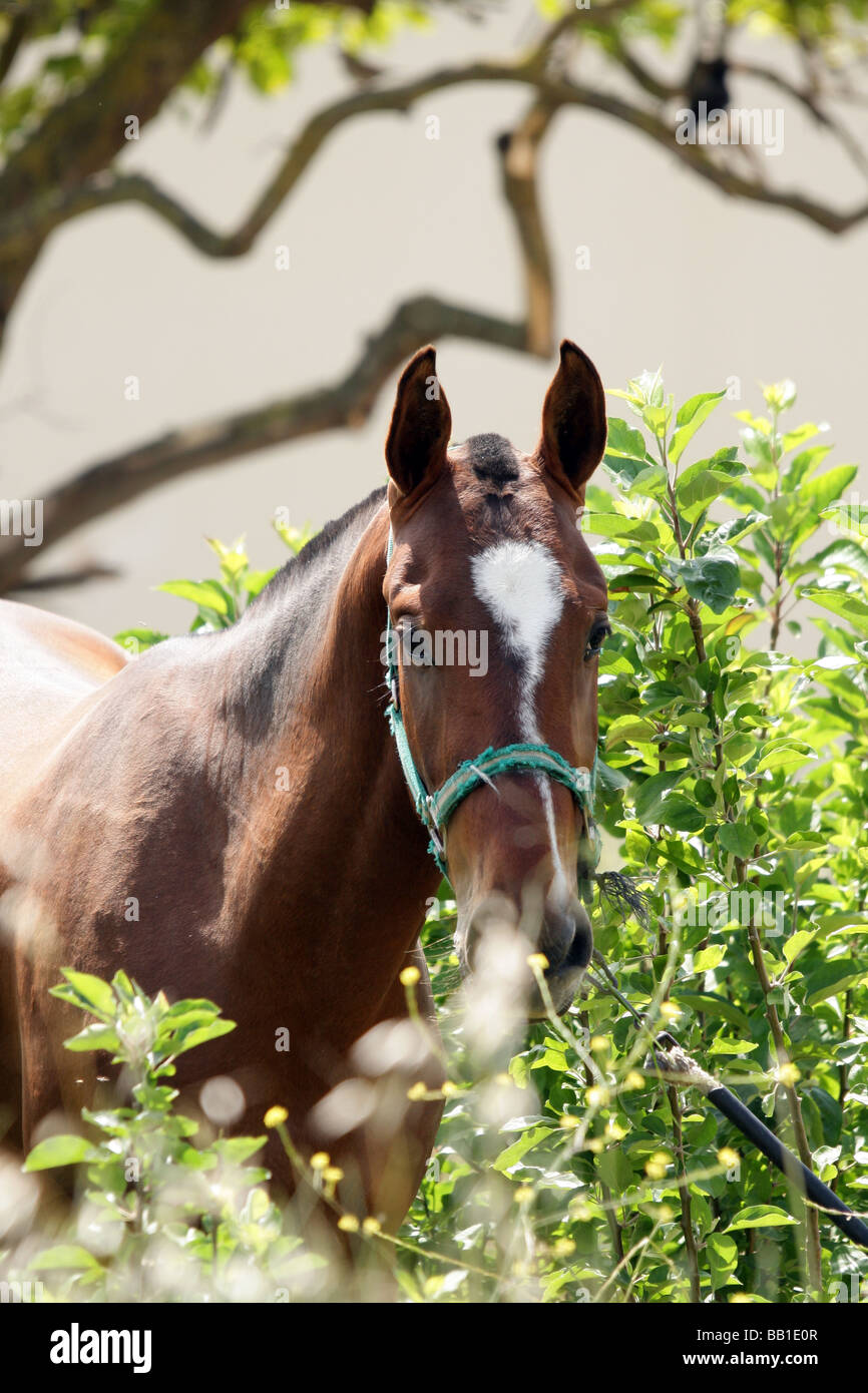 White flash horse hi-res stock photography and images - Alamy