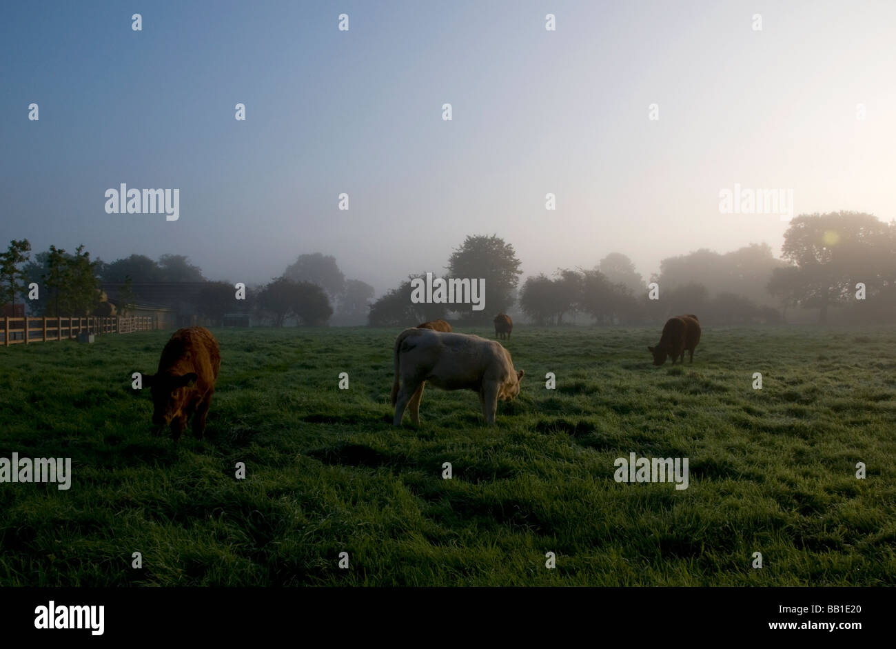 Suffolk farm hi-res stock photography and images - Alamy