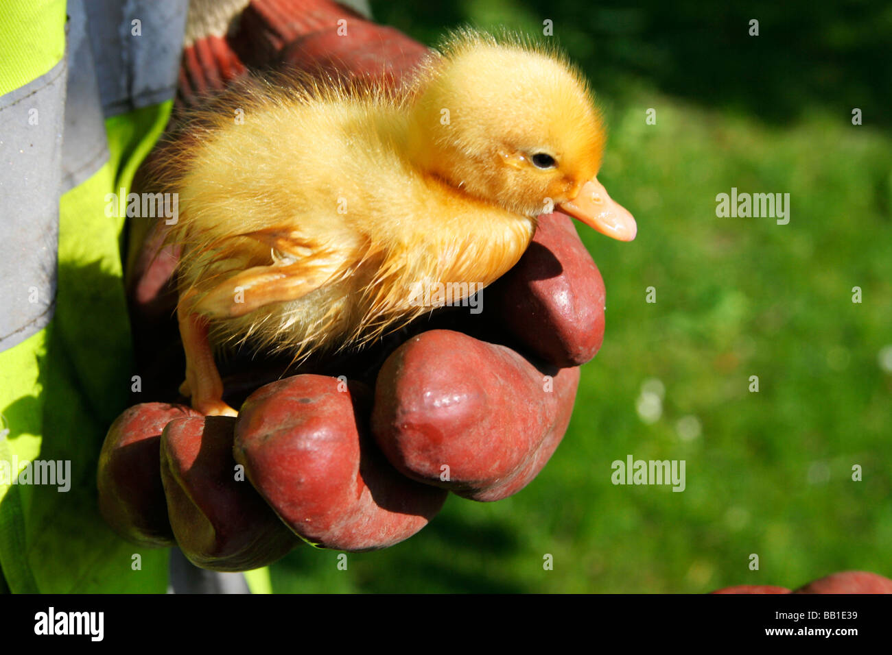 Rescued ducks hi-res stock photography and images - Alamy