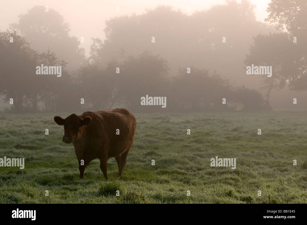 Suffolk Farm High Resolution Stock Photography and Images - Alamy