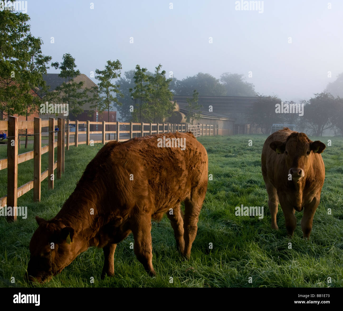 Cows in field Suffolk farm UK Stock Photo - Alamy