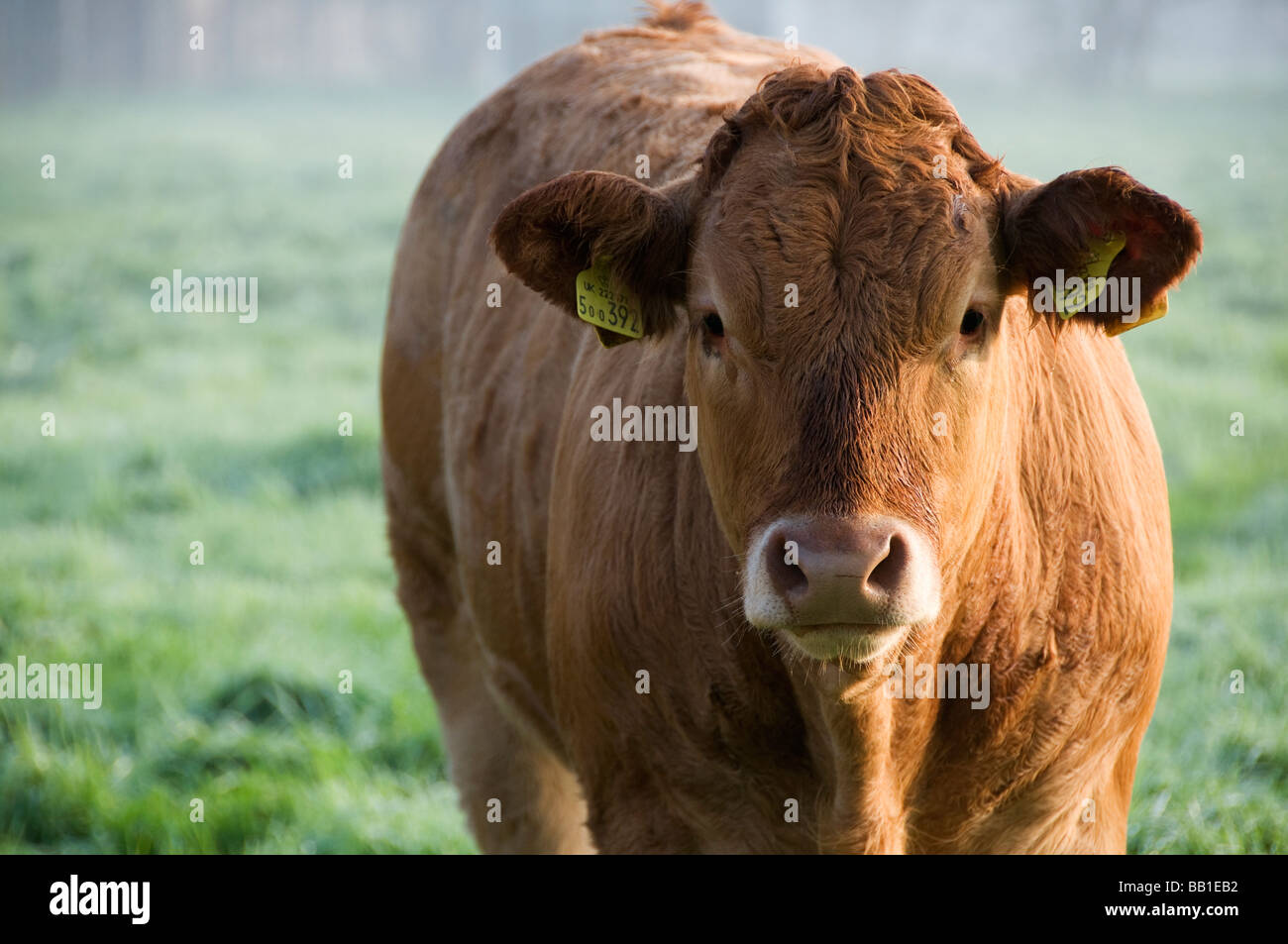 Cows in field Suffolk farm UK Stock Photo - Alamy