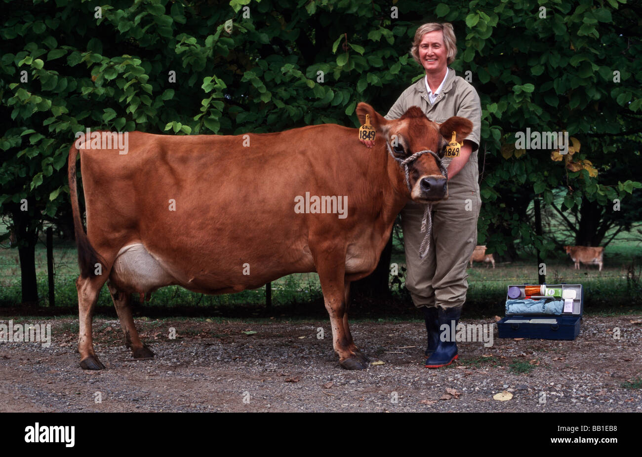 Female vet cow hi-res stock photography and images - Alamy