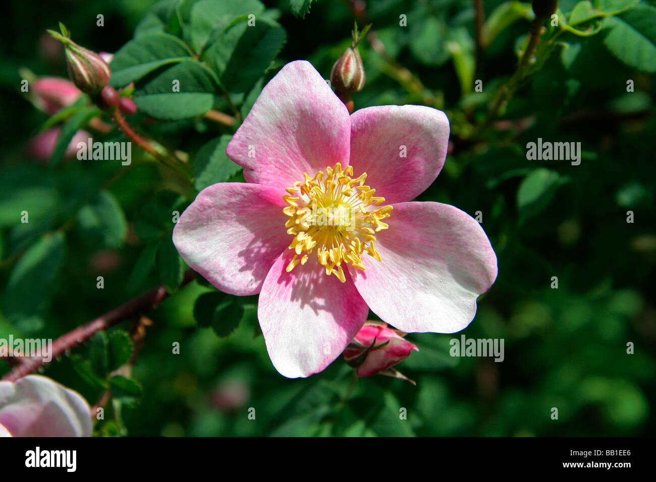 English tudor rose hi-res stock photography and images - Alamy