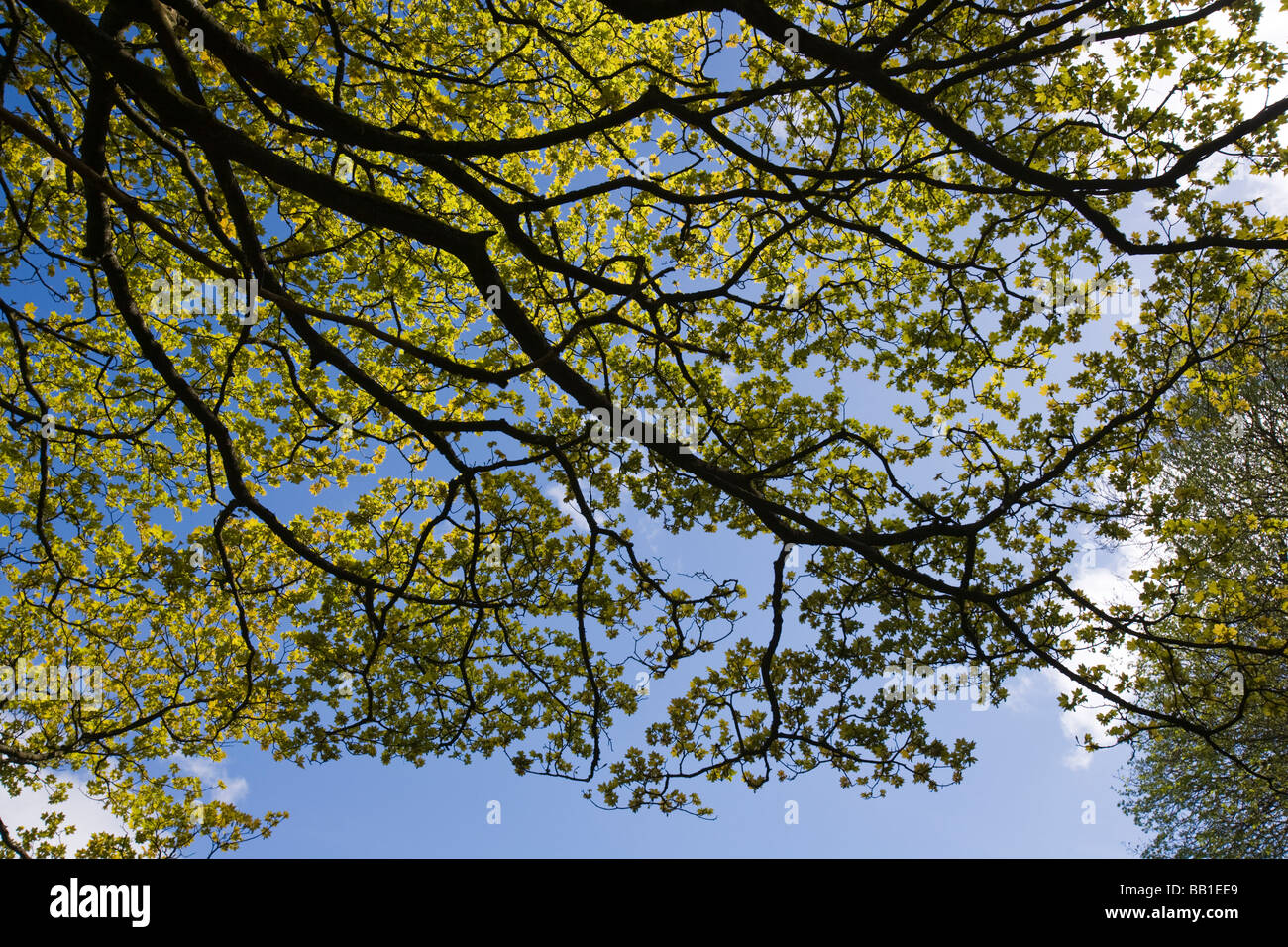 A tree in early leaf in spring Stock Photo - Alamy