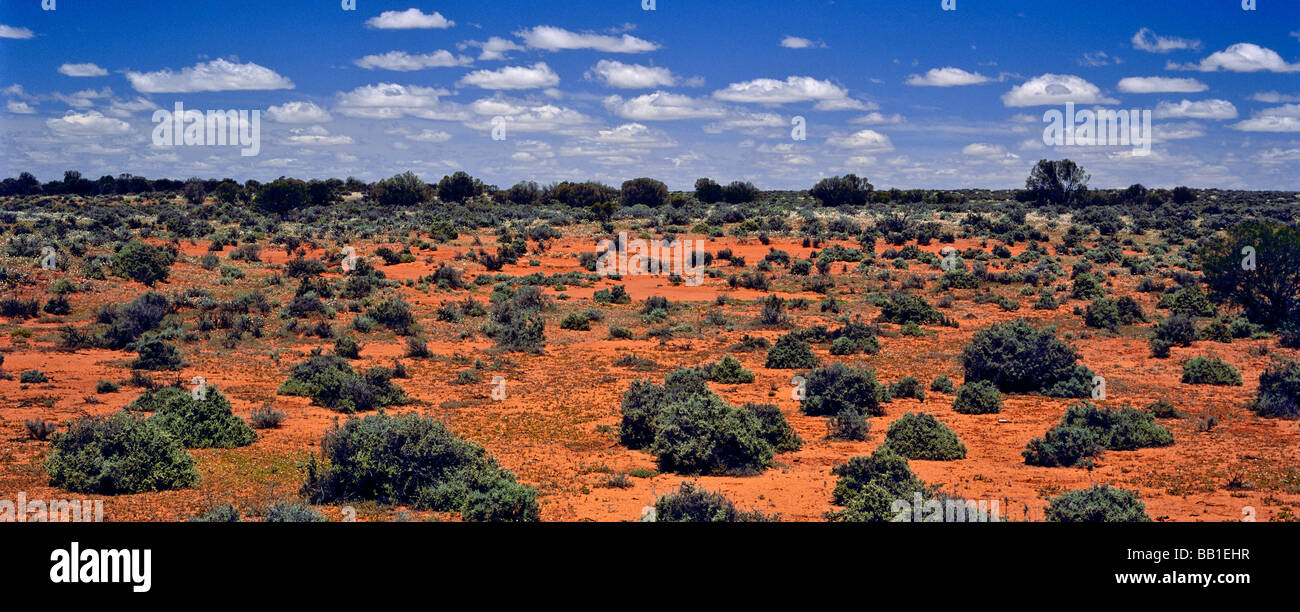 Bluebush, outback Australia Stock Photo - Alamy