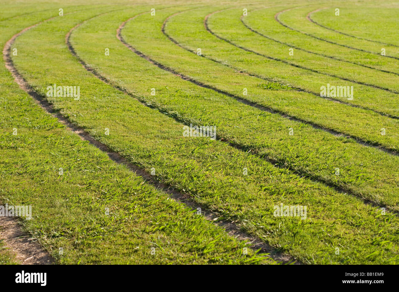empty grass race track Stock Photo - Alamy