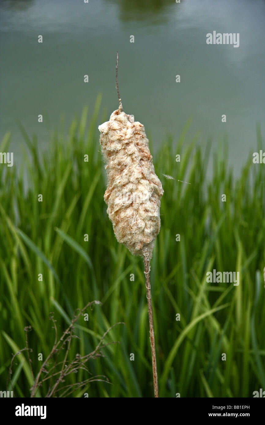 Bulrush down hi-res stock photography and images - Alamy