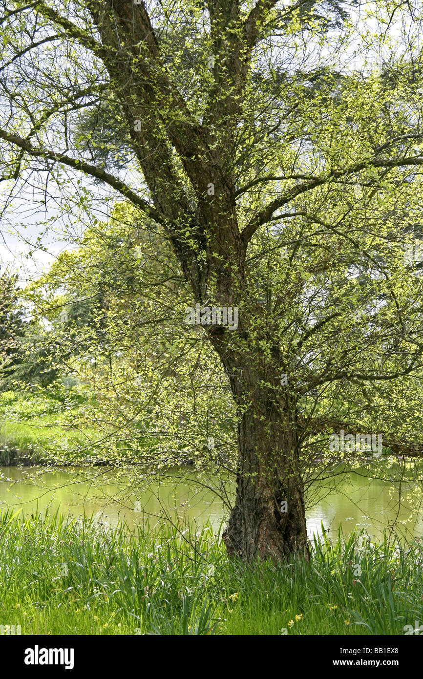 Tree study hi-res stock photography and images - Alamy