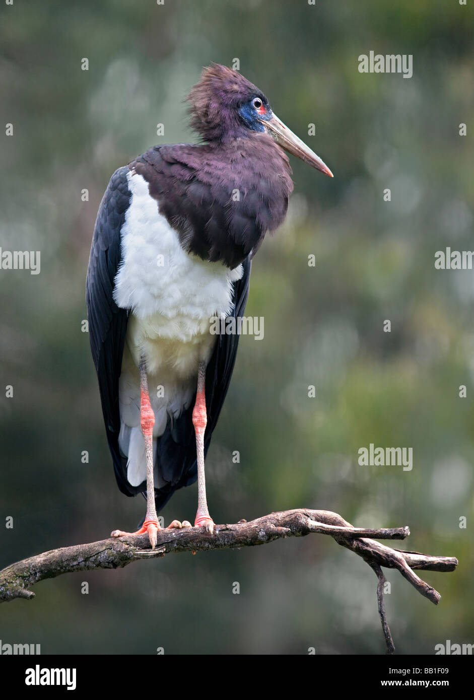 White-Bellied (Abdim's) Stork (ciconia abdimii), UK Stock Photo - Alamy