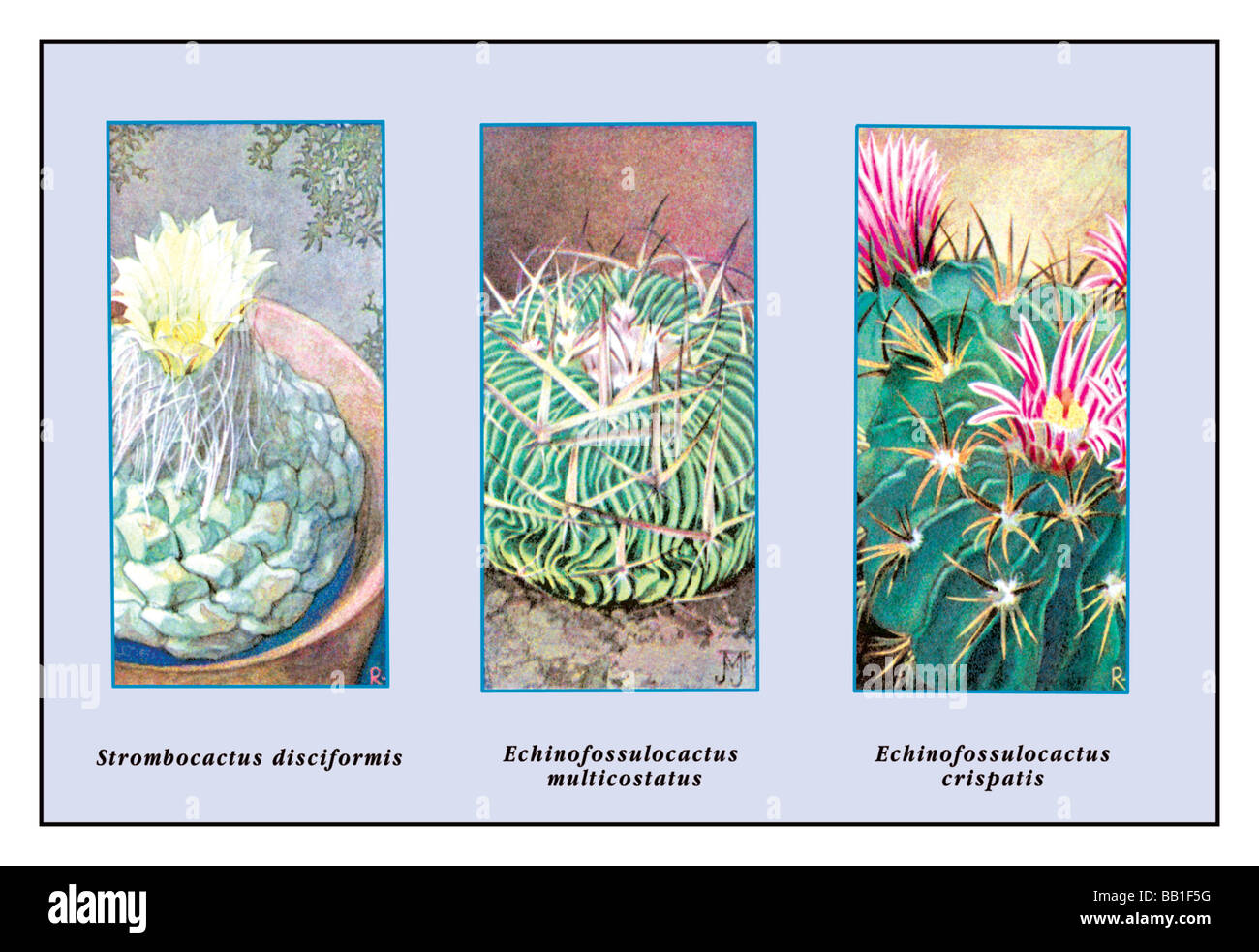 Disciformis hi-res stock photography and images - Alamy