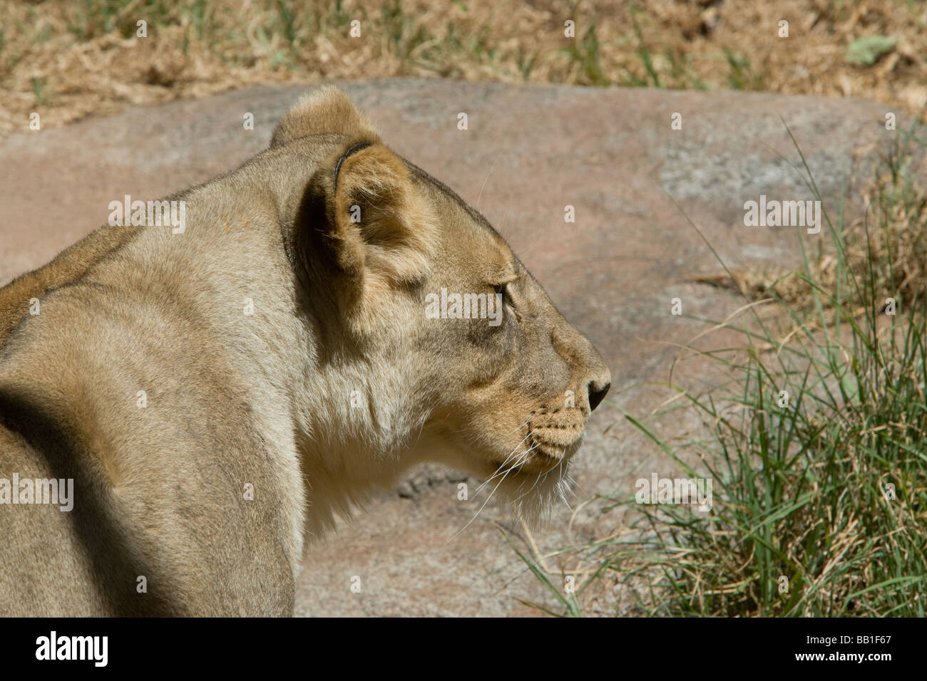 Lioness Head Looking Stock Photo - Alamy