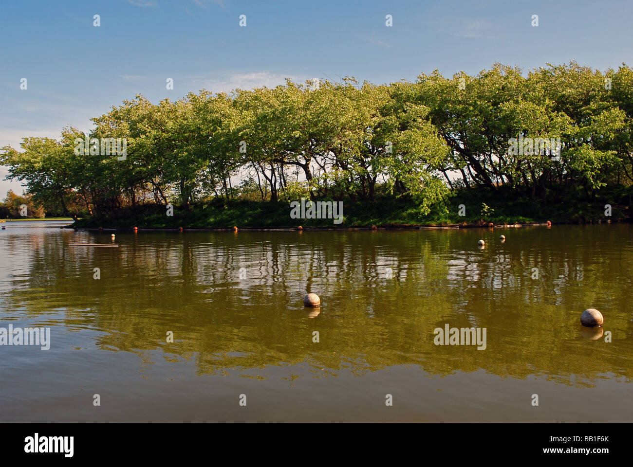 Trees reflecting in the lake Stock Photo - Alamy