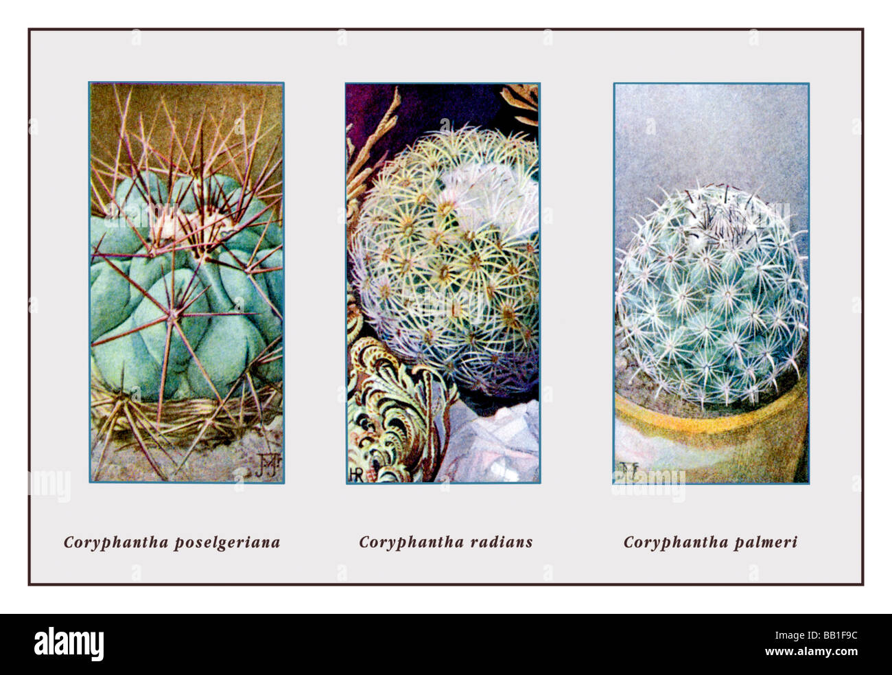 Cactus coryphantha hi-res stock photography and images - Alamy