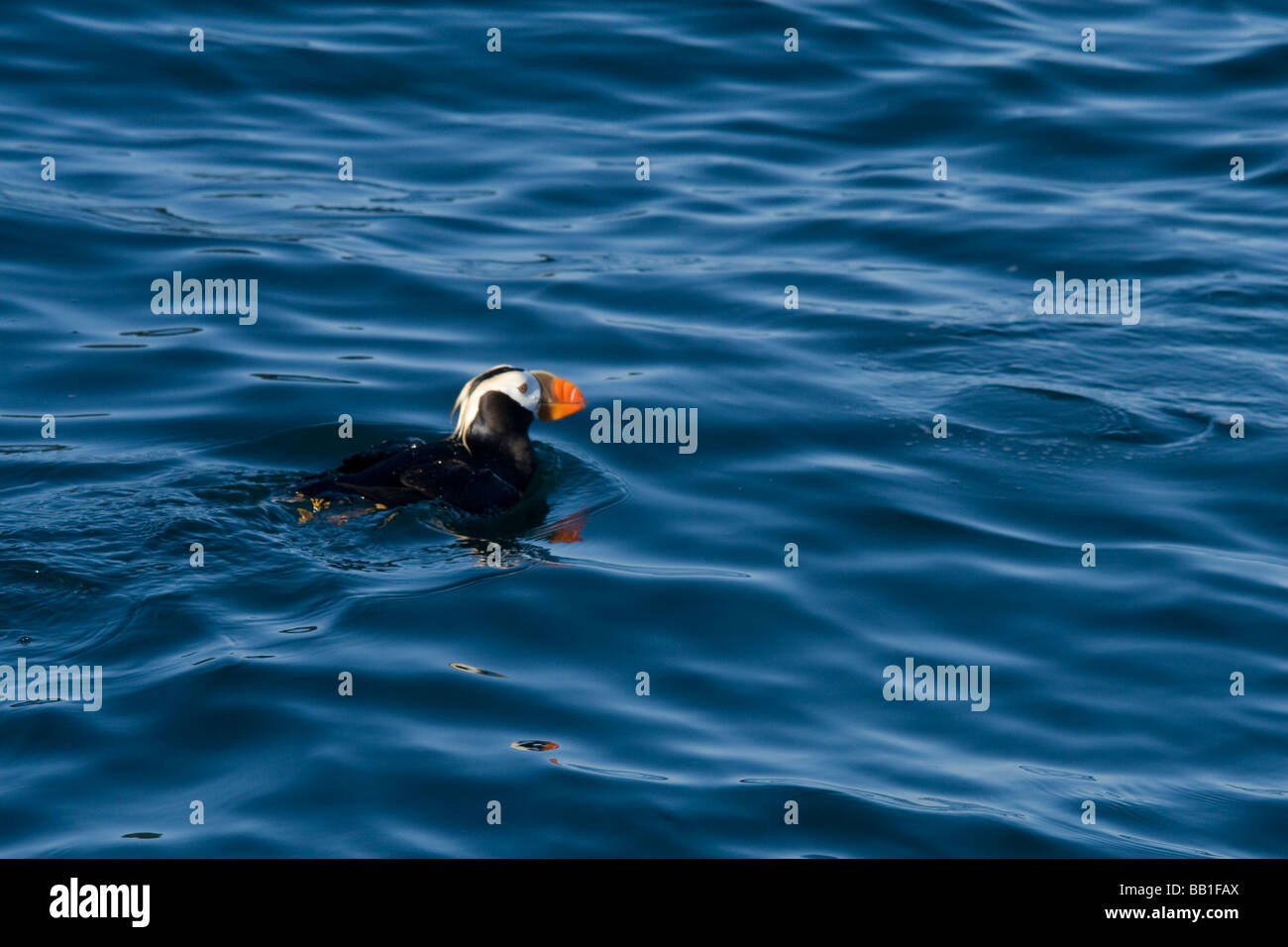 Single puffin bird floating in the deap blue waters of Alaska Stock ...