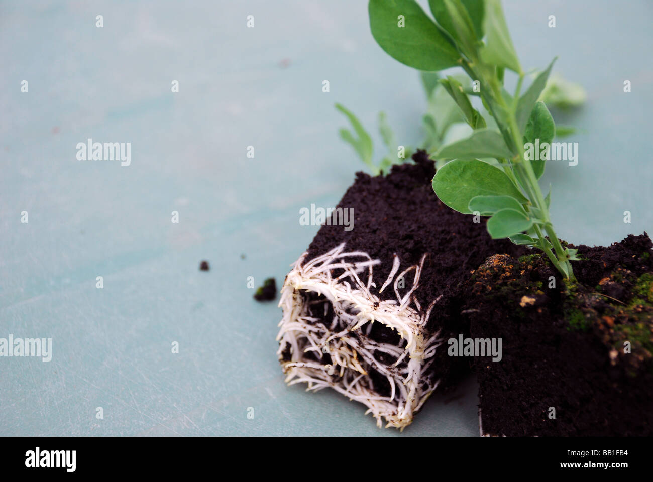 Seedlings and root formations, ready for planting out Stock Photo - Alamy