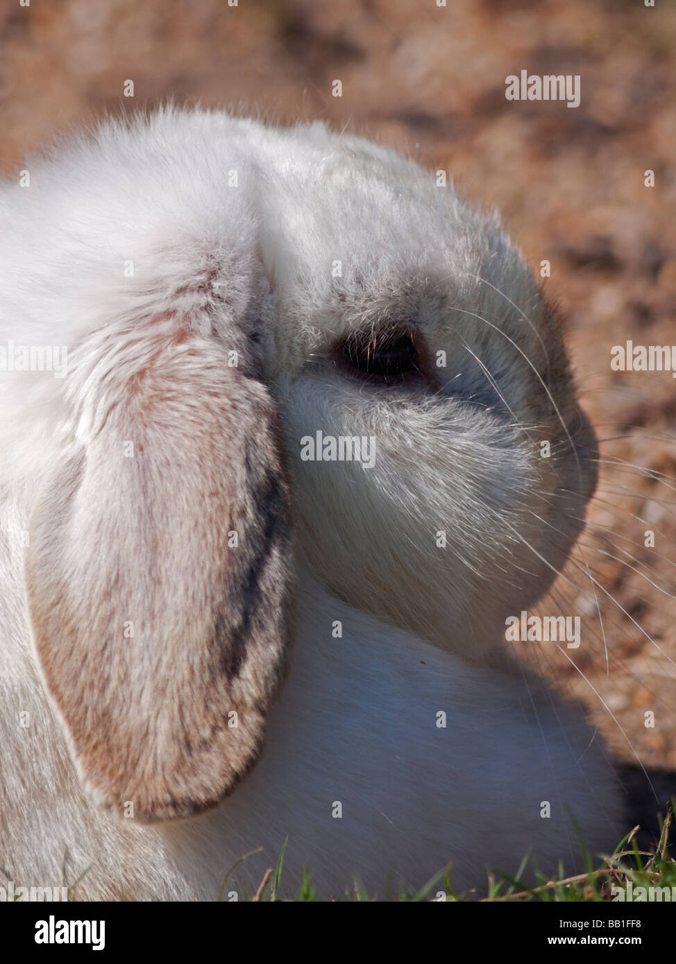 White Dwarf Lop Eared Rabbit High Resolution Stock Photography and ...