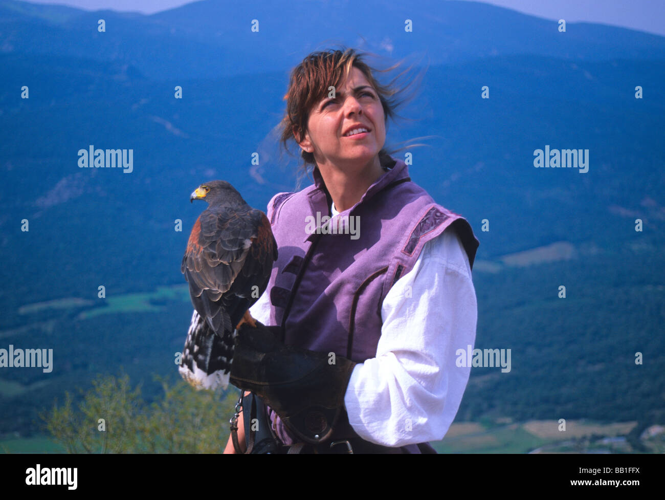 falconer with Harris's Hawk at Cathar stronghold of Peyrepertuse ...
