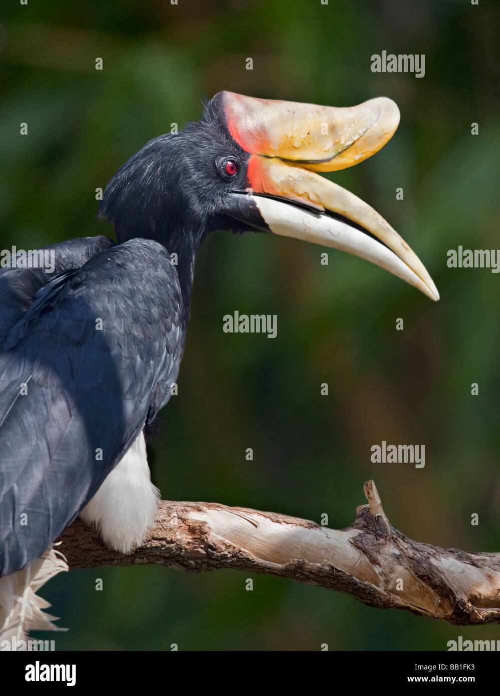 Male Rhinoceros Hornbill (buceros rhinoceros) male Stock Photo - Alamy