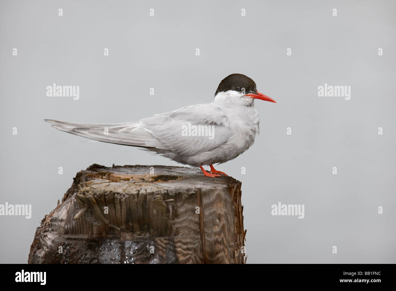 Antarctic tern hi-res stock photography and images - Alamy