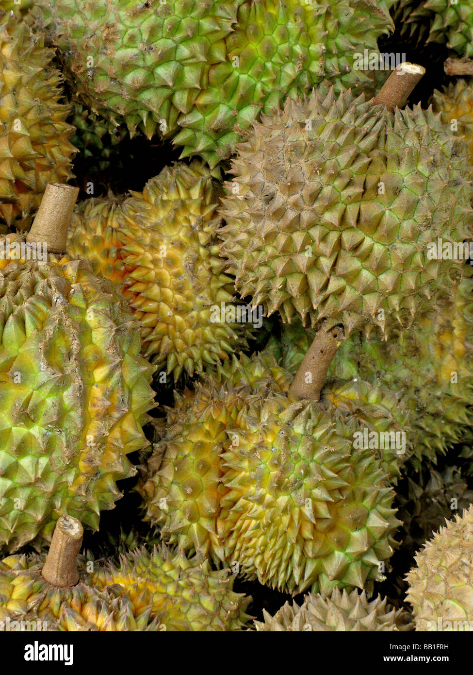 Durian fruit Bangkok Thailand Stock Photo - Alamy
