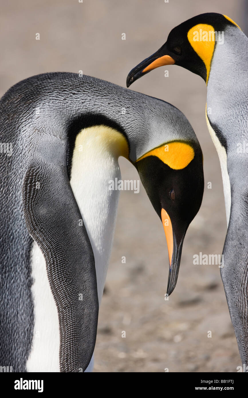 King penguin mating ritual hi-res stock photography and images - Alamy