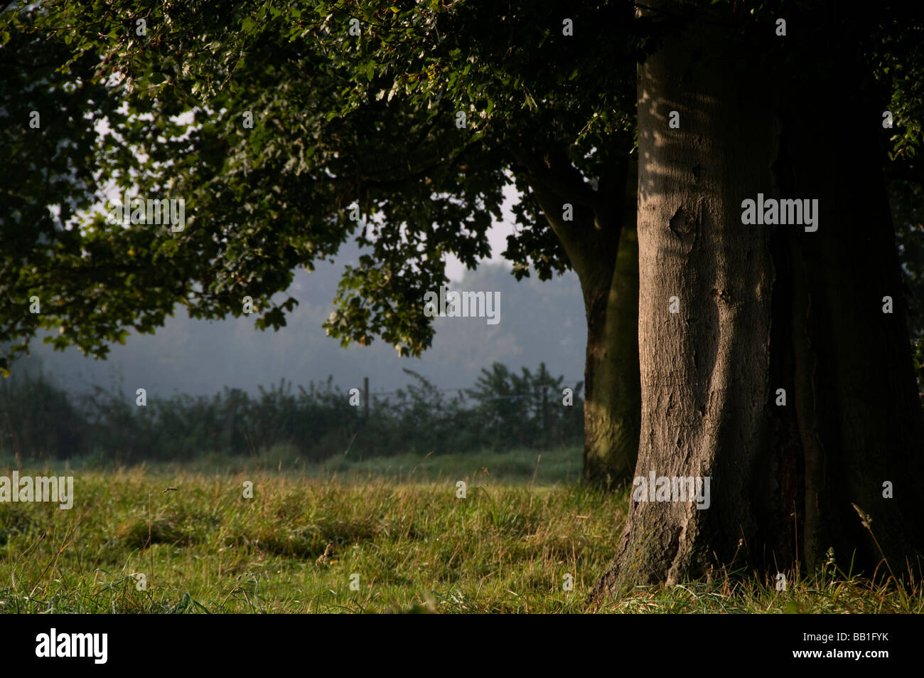 Suffolk landscape tree hi-res stock photography and images - Alamy