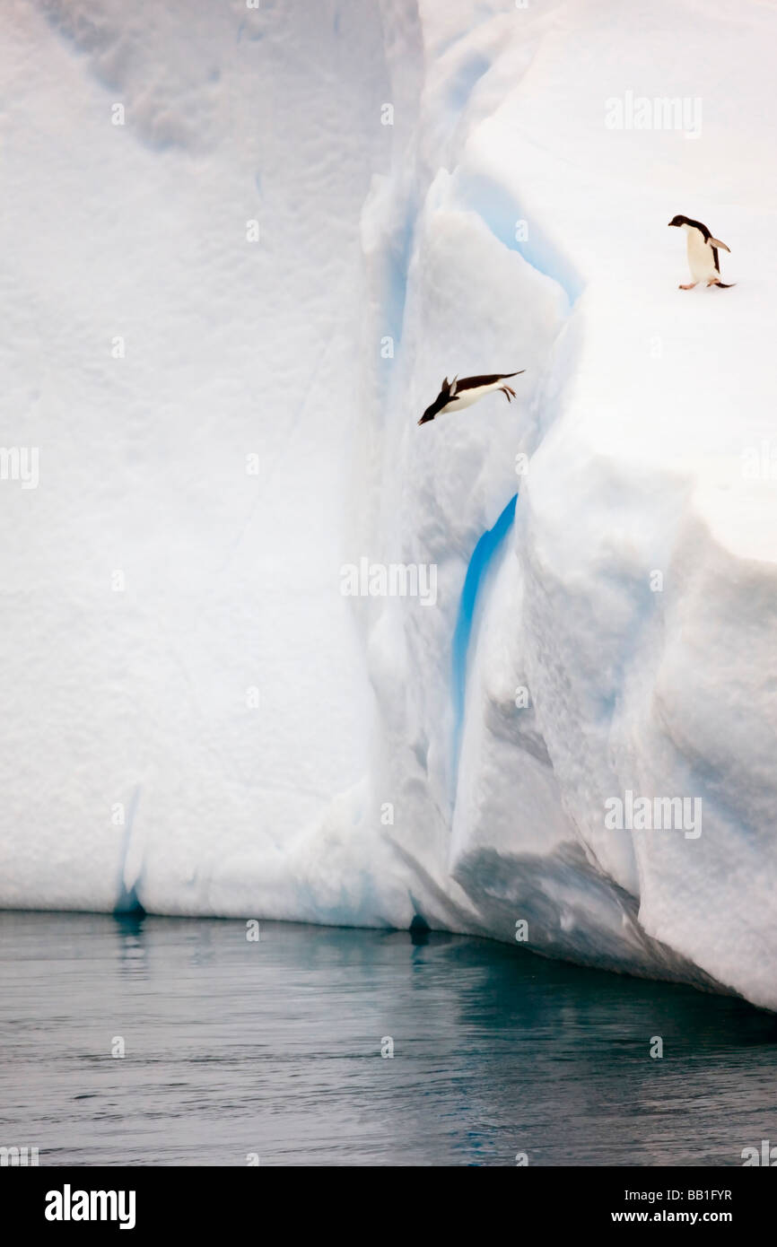 Antarctica, Antarctic Sound. Adelie penguin diving off an iceberg Stock ...
