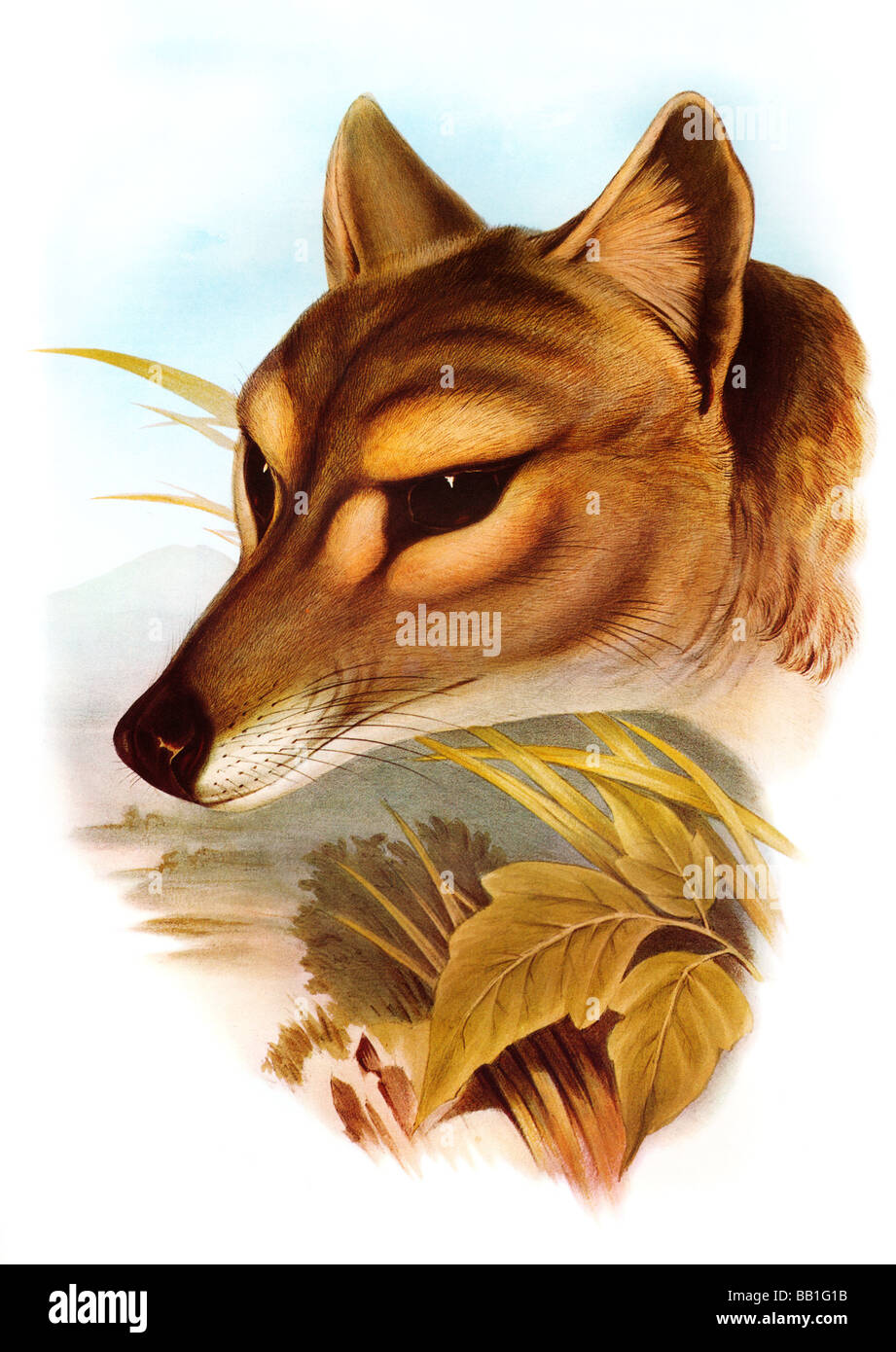 Illustration of the now extinct australian carnivorous marsupial mammal ...