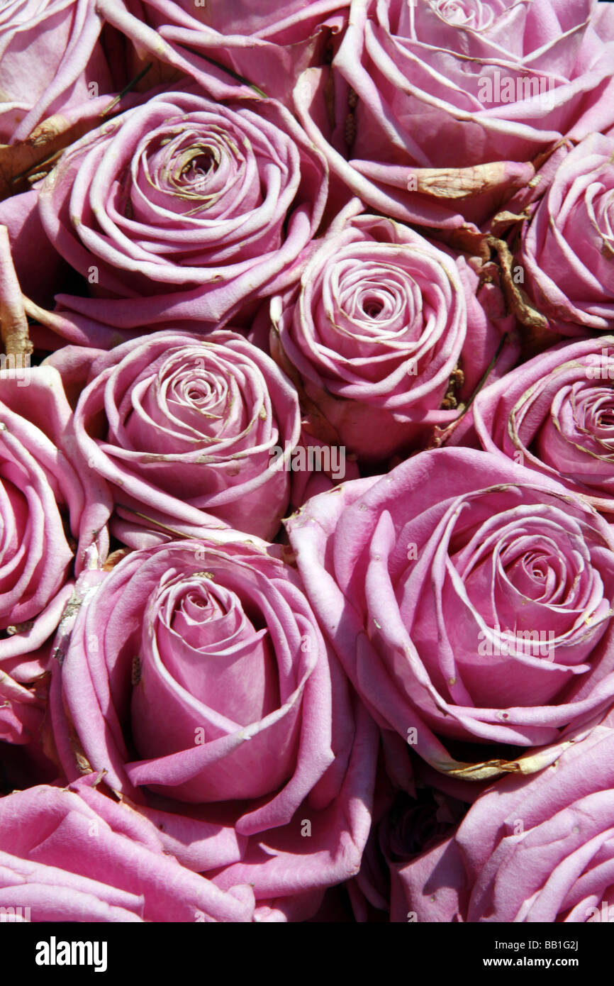detail of bunch of old dead pink roses in sun Stock Photo - Alamy