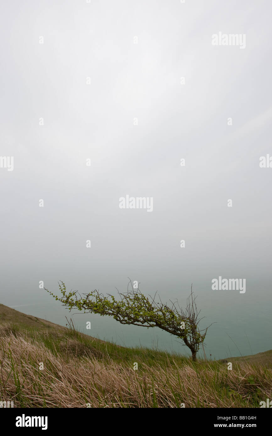 Windswept tree hi-res stock photography and images - Alamy
