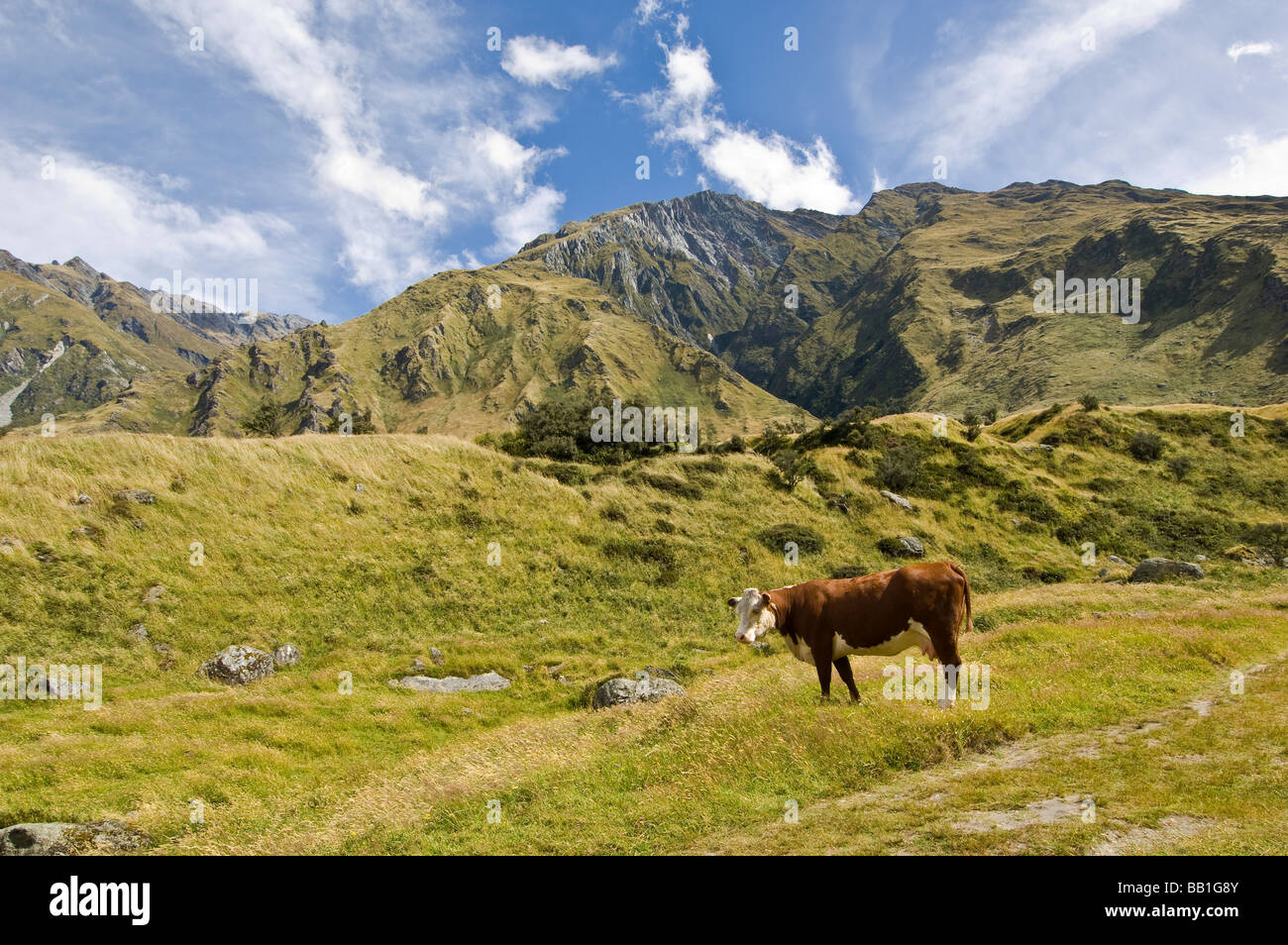 Cow valley west hi-res stock photography and images - Alamy