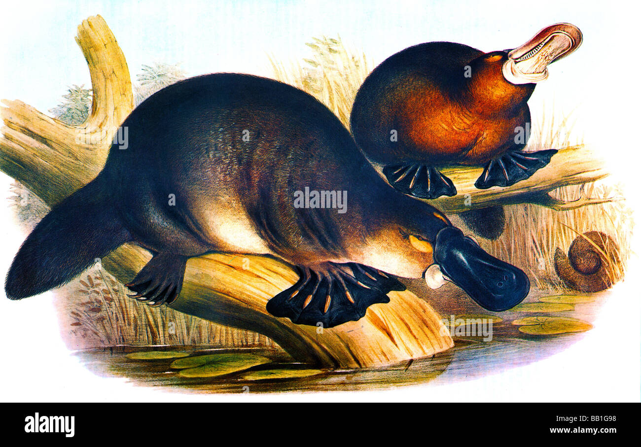 illustration of the australian mammal Platypus Stock Photo - Alamy