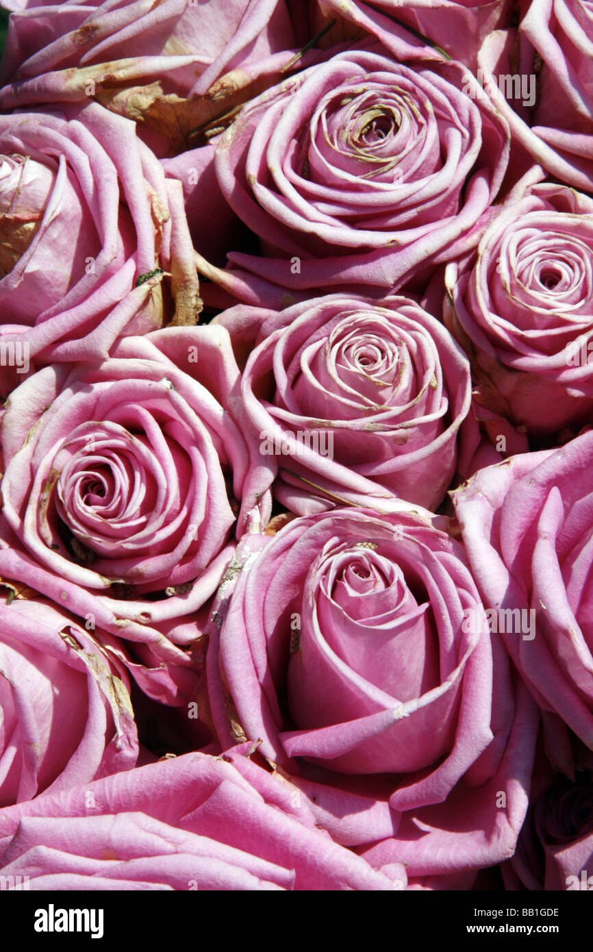 detail of bunch of old dead pink roses in sun Stock Photo - Alamy