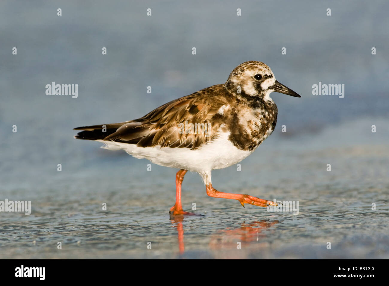 American turnstone hi-res stock photography and images - Alamy