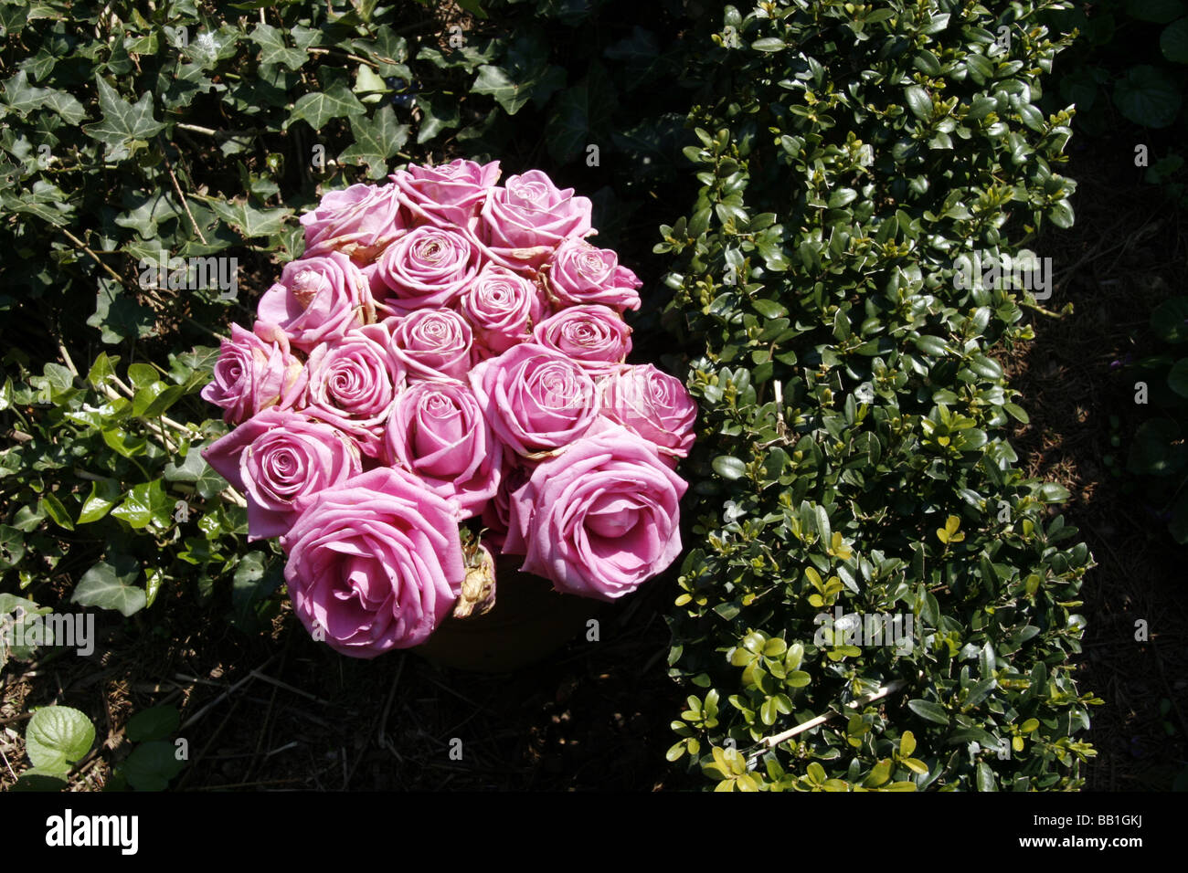 Dead red roses on grass hi-res stock photography and images - Alamy
