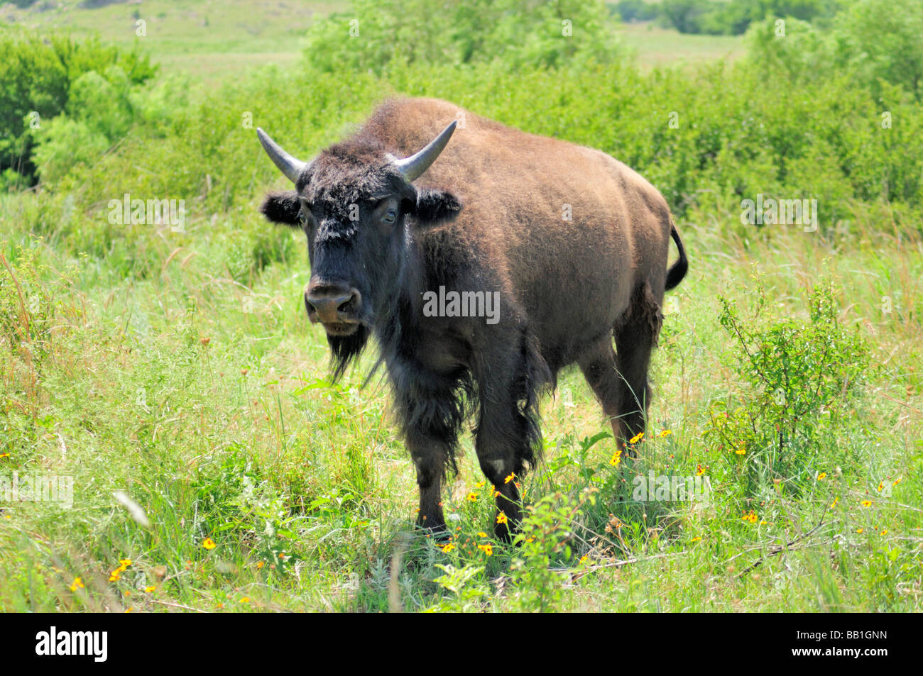 American bison grazing Stock Photo - Alamy
