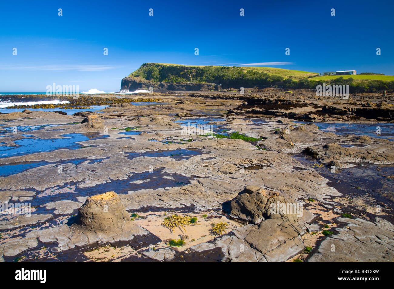Curio Bay Catlins – Curio Bay Petrified Forest – SQMKS