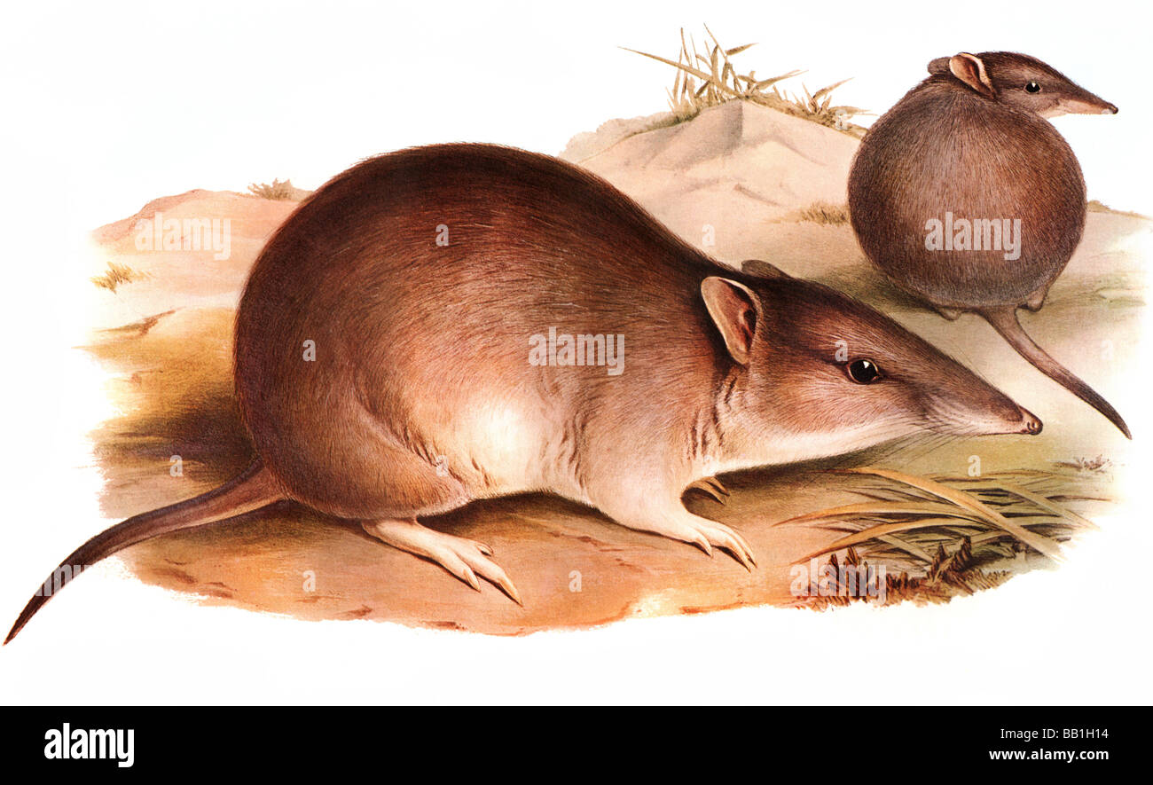 Illustration of the australian mammal Long nosed bandicoot Stock Photo ...