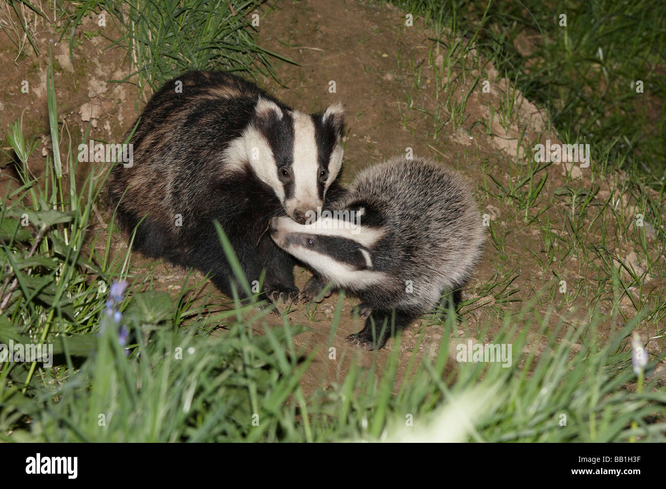 Mother and badger cub Stock Photo - Alamy