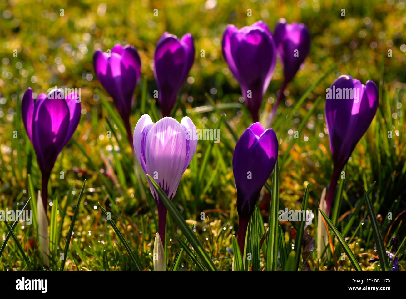 Wildflowers Crocus vernus Stock Photo - Alamy