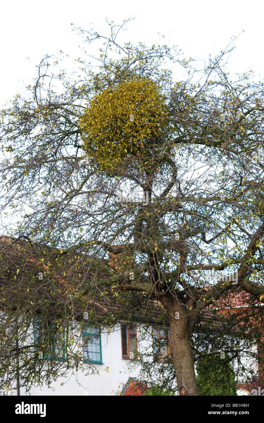 Growing mistletoe hi-res stock photography and images - Alamy
