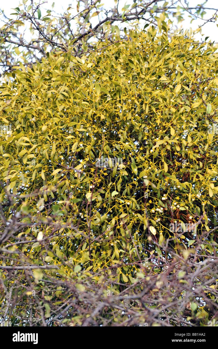 Mistletoe growing tree trees hi-res stock photography and images - Alamy
