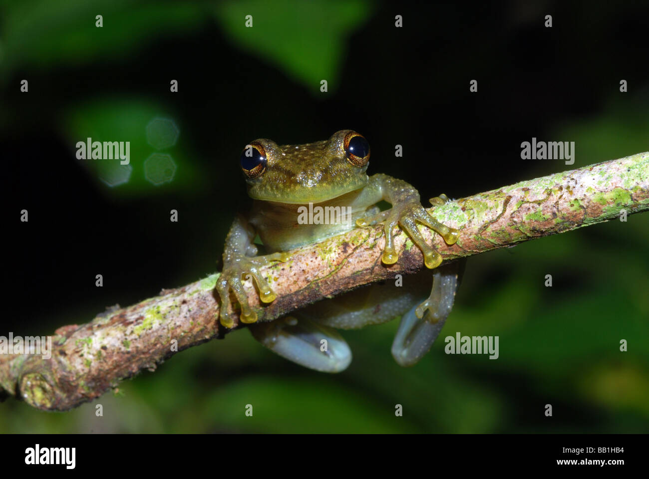 Tree frog, Madre de Dios, Peru Stock Photo - Alamy