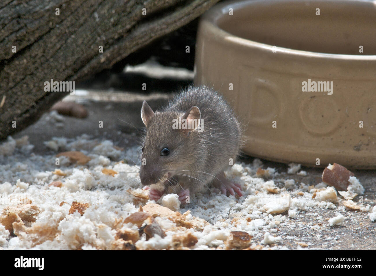 Rat on bird table hi-res stock photography and images - Alamy