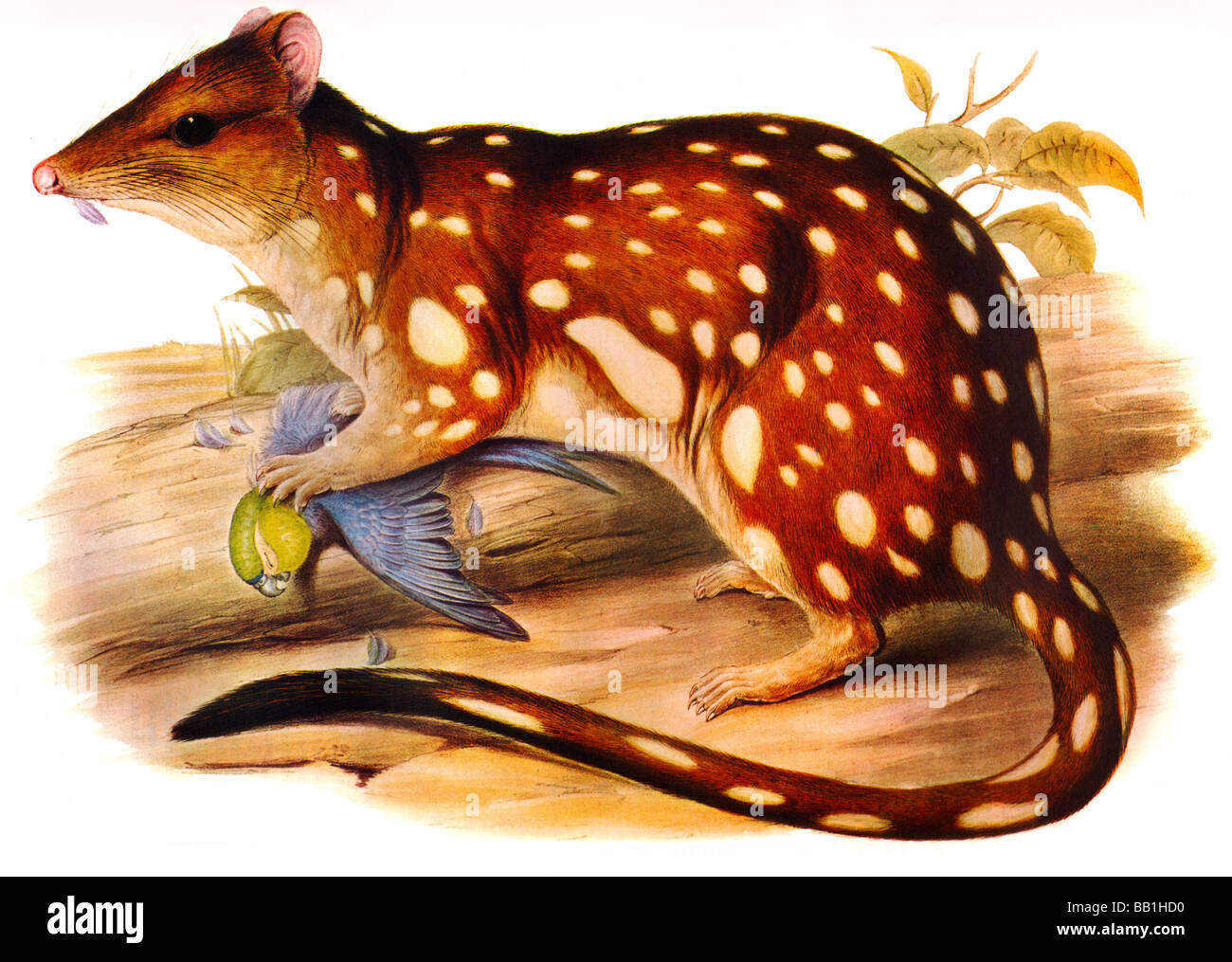 Illustration of the australian carnivorous marsupial mammal The Tiger ...