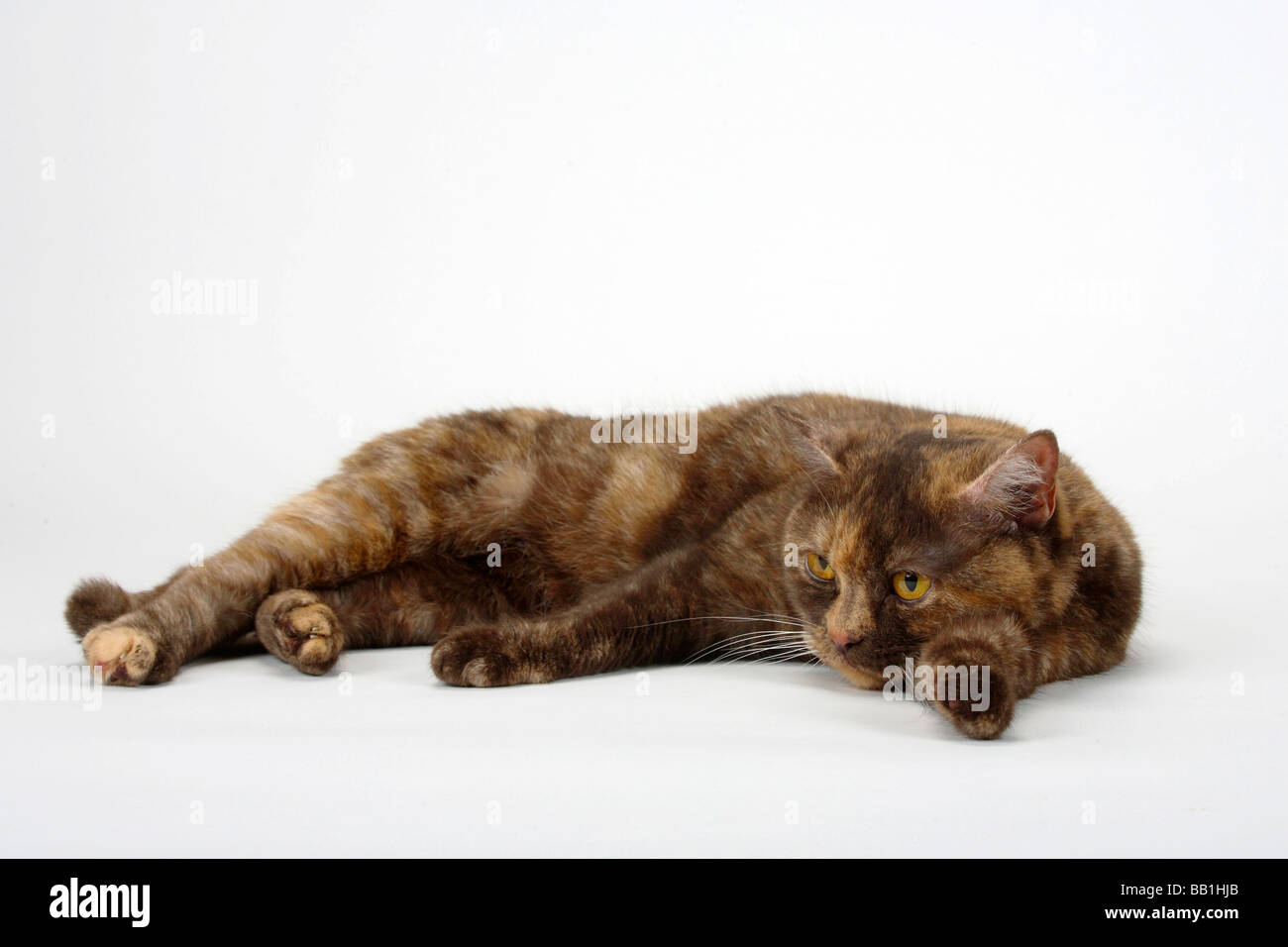 British Shorthair Cat chocolate tortie Stock Photo - Alamy