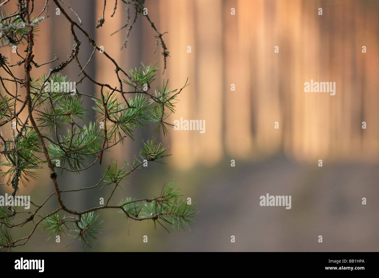 Thorn forest hi-res stock photography and images - Alamy